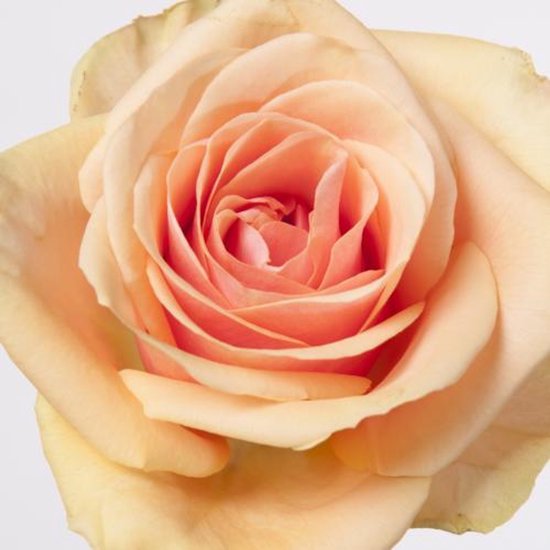 20x Rosa alchemy 50cm | bol