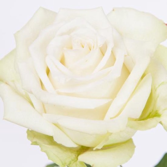 10x Rosa adalonia 60cm | bol