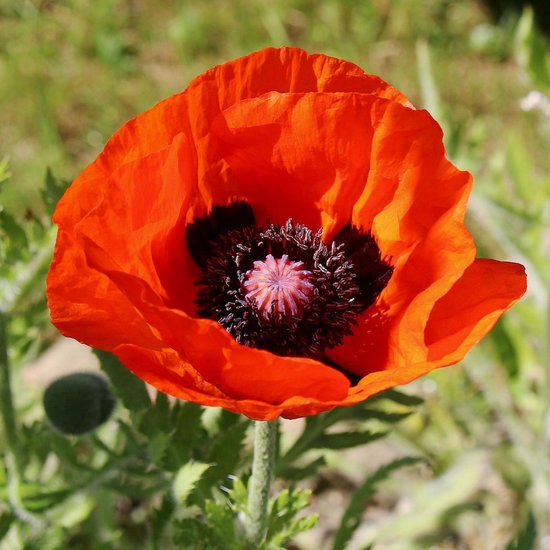 Klaproos (Papaver) - Oosterse - Bijen-Vlinders - Snijbloemen - Vaste ...