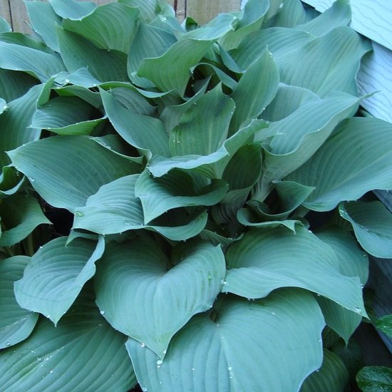 6x Hosta hybrida 'Blue Mouse Ears' Pot 9x9cm - Prachtige blauwe hosta ...