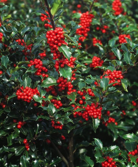 Plants Online - Tuinplanten - Heesters - Set van 1 - Ilex meserveae ...