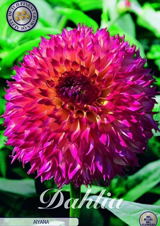 Dutch Finest Quality bloembollen - Dahlia Cactus Aiyana x1 I .s 1 ...