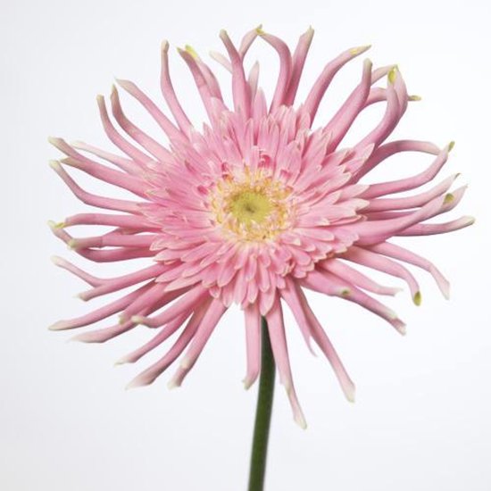 45x Gerbera pasta emma 40cm | bol