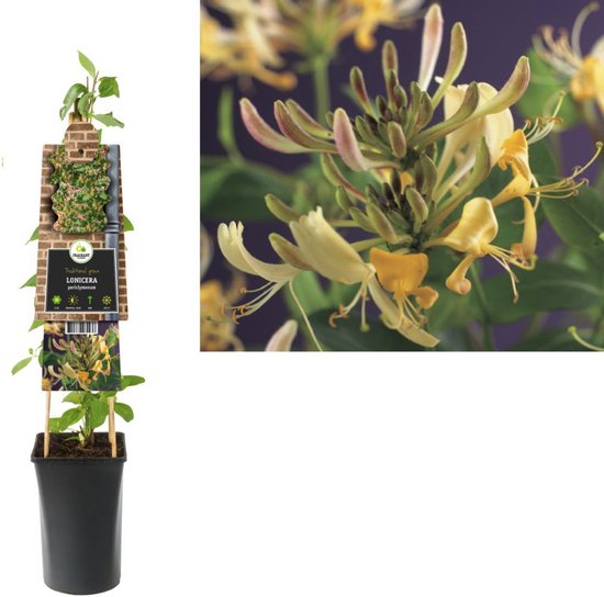 3 stuks - Van der starre - Klimplant Lonicera periclymenum 75 cm | bol
