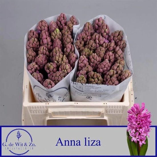 DutchFlowers - Boeket - 25x Hyacint anna liza 30cm | bol