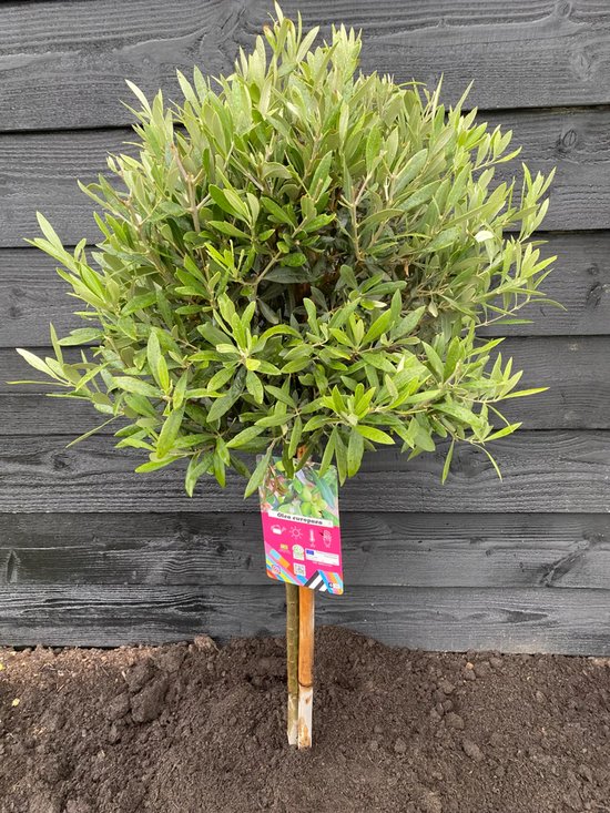 Olijfboompje op stam 90 cm in C10 pot, Halfstam boompje Olea europaea ...