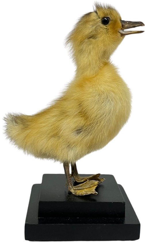 Opgezet geel eendje op vierkante voet - Taxidermie eend kuiken op ...