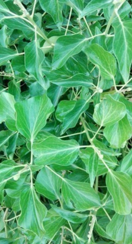 2 x Hedera helix 'Arborescens' - Struikklimop 50- 60 cm in pot | bol