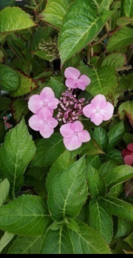 2 x Hydrangea 'Teller Red' (rood/rouge) - Hortensia 40- 60 cm in pot | bol