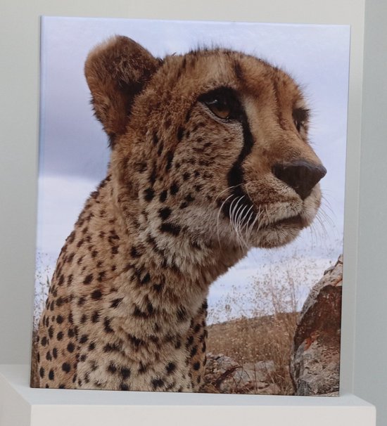 The Animal Uni - Ringmap - Dieren - Cheetah - A4 | bol