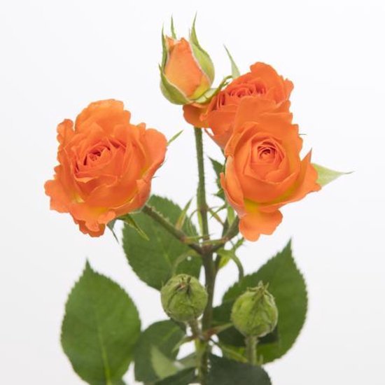 10x Rosa 4-good peach+ 50cm | bol