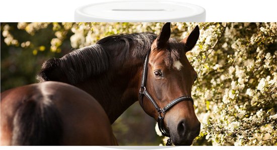 Spaarpot - Bruine paard achterom kijkend | bol