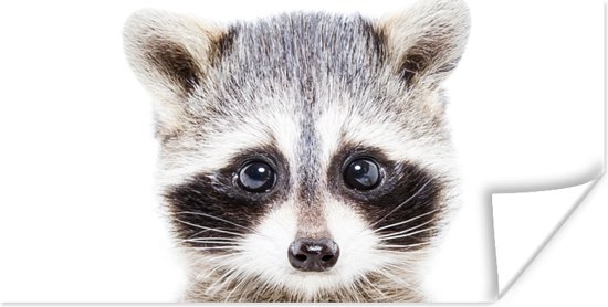 Poster Wasbeer - Dieren - Natuur - Wit - 40x20 cm | bol