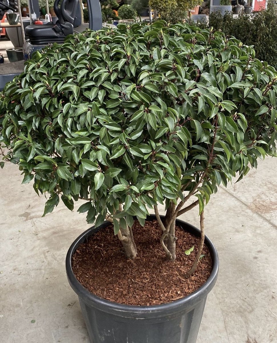Prunus lusitanica ´Angustifolia´ Portugese laurier meerstammige ...