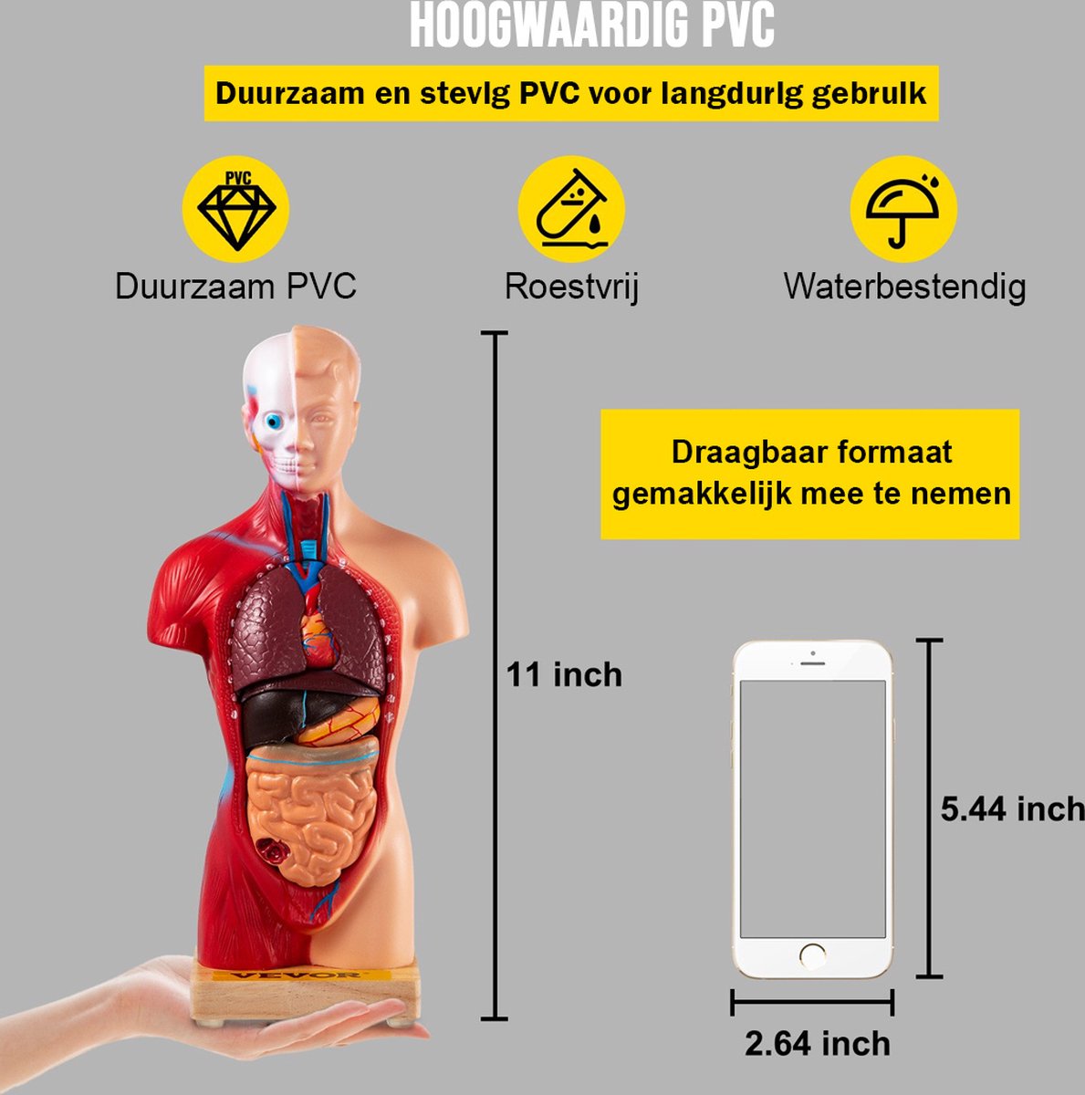 Anatomie Model - Anatomie Lichaam - Torso Menselijk Lichaam ...