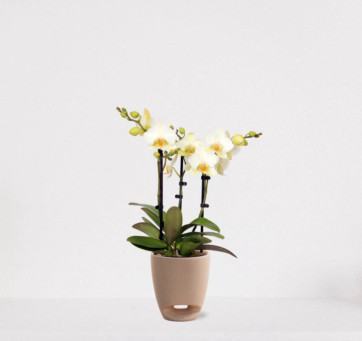Phalaenopsis Multiflora wit in sierpot Jip zand – bloeiende witte ...