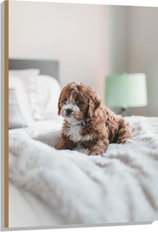 Hout - Onschuldig Kijkende Cavapoo Puppy op Deken op Bed - 70x105 cm - 9 mm dik - Foto... | bol