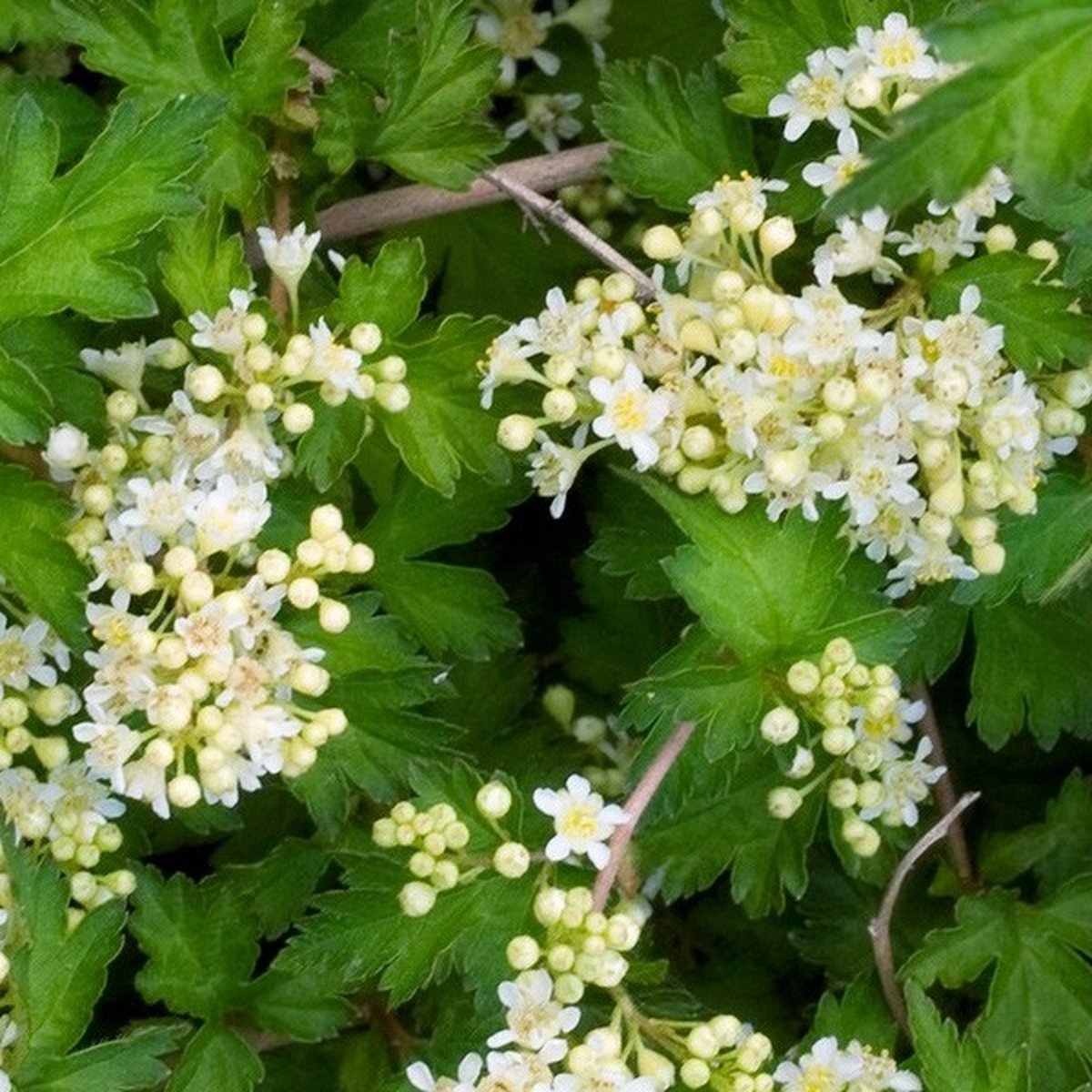 6x Kransspirea - Stephanandra incisa ‘Crispa’ - Pot 9x9cm | bol.com