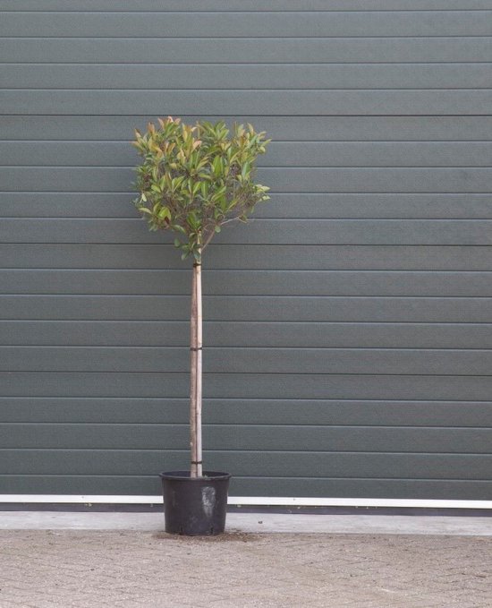 2 stuks! Bol Photinia Photinia f. Red Robin h 140 cm st. omtrek 6 c ...