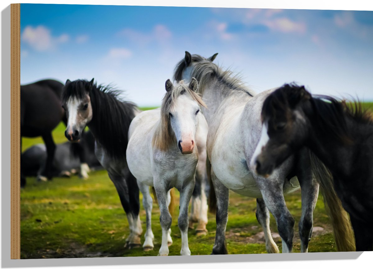 Hout - Kudde Wilde Paarden in Verschillende Kleuren onder Blauwe Lucht ...