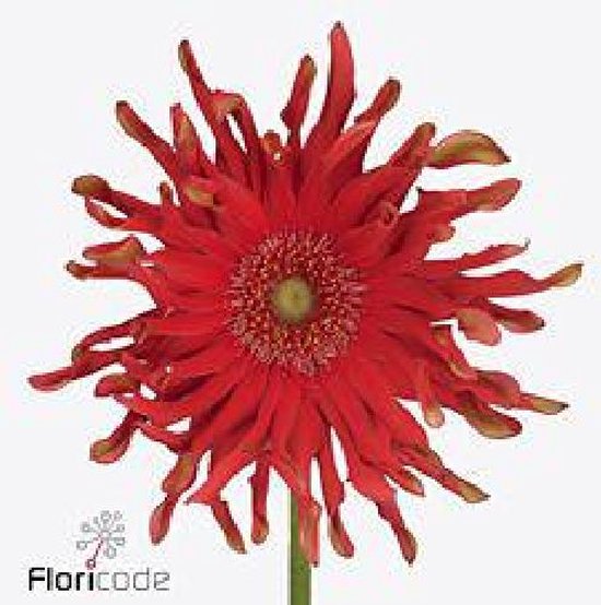 DutchFlowers - Boeket - 15x Gerbera pasta pomodoro 70cm | bol