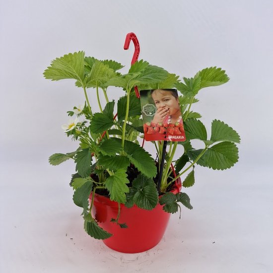 2x Aardbeienplant Fragaria Tenira zoete Aardbeien - terrasplant ...