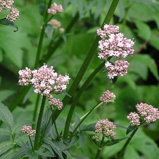 6x Valeriaan - Valeriana officinalis - Pot 9x9cm | bol