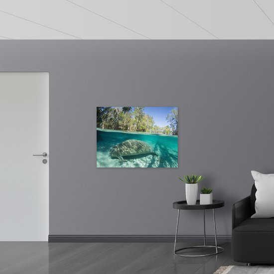 Acrylglas - Doejong Zeekoe Zwemmend over de Bodem in Ondiep Water bij ...