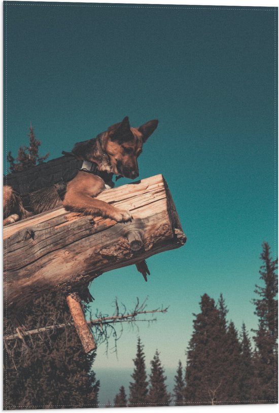 Vlag - Herdershond met Tuigje Liggend op Boomstam in Bosgebied - 40x60 cm Foto op... | bol