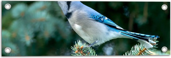Tuinposter – Blauwe Gaai Vogel met Spitse Snavel op Groene Naalden ...