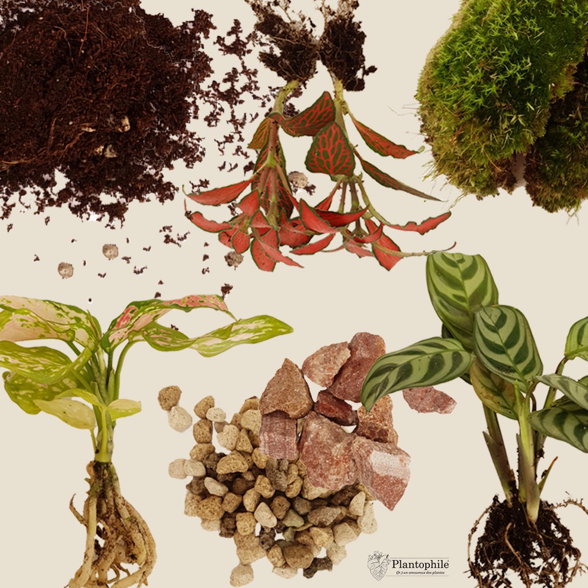 Terrarium Earth medium - kit do it yourself - mini écosystème - 2 ...