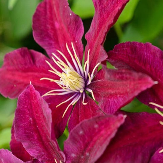 Clematis Niobe Bosrank - Klimplant - 50-60 cm in pot - Grootbloemige ...