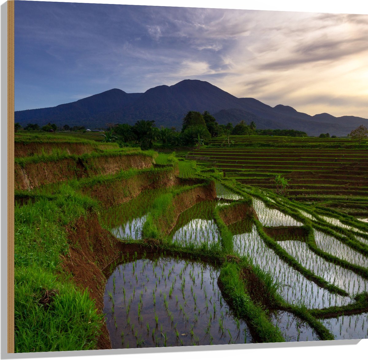 Hout - Volgeregende Rijstvelden in de Bergen van Indonesië - 100x100 cm ...