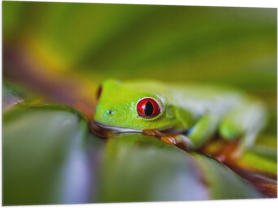 Vlag - Exotische Gifgroene Kikker met Rode Ogen op Groen Blad - 100x75 ...