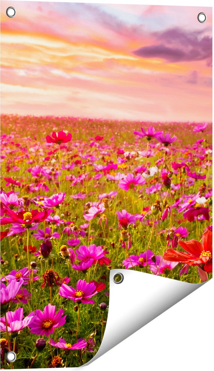 Gards Poster de Jardin Champ de Fleurs Kosmos Coloré - 40x60 cm - Toile ...
