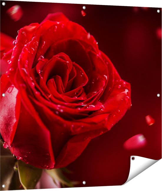 Gards Tuinposter Romantische Rode Roos - 100x100 cm - Tuindoek ...