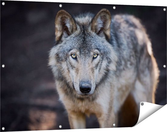 Gards Tuinposter Wolvenkop - Grijze Wolf - 120x80 cm - Tuindoek ...