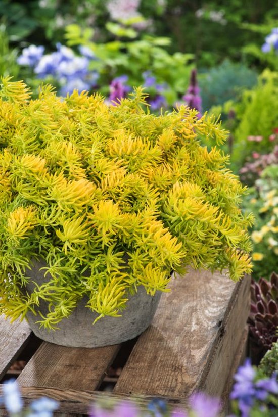Plants Online - Tuinplanten - Vaste planten - Set van 3 - Sedum ...