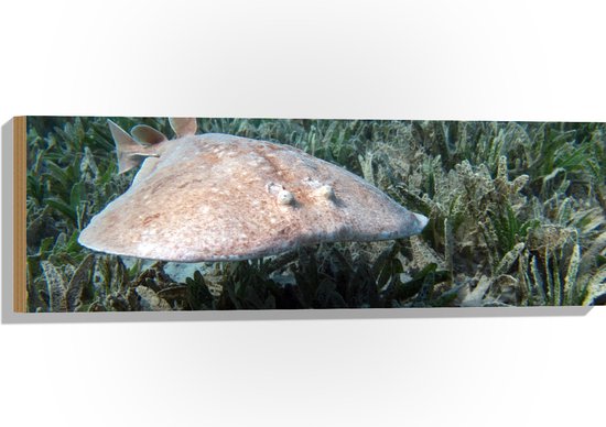 Hout - Rog zwemmend langs Koraal op de Bodem van de Zee - 90x30 cm - 9 ...
