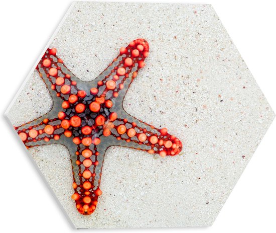 PVC Schuimplaat Hexagon - Rode Stekelster op het Zand - 30x26.1 cm Foto ...