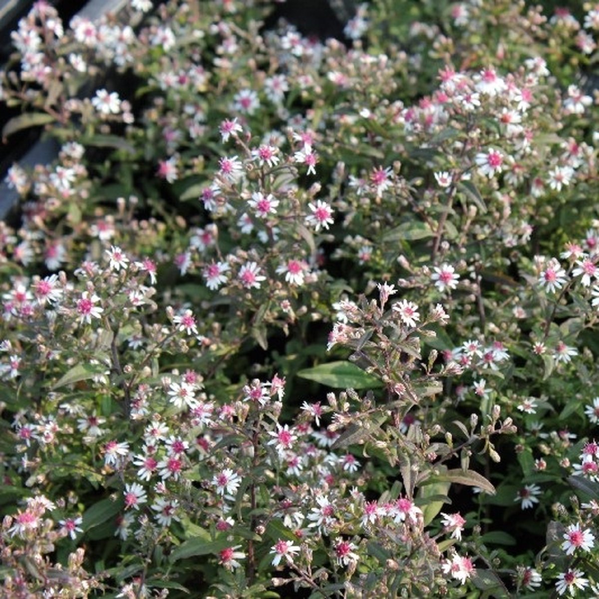 6x Aster - Aster lateriflorus ‘Prince’ - Pot 9x9cm | bol.com