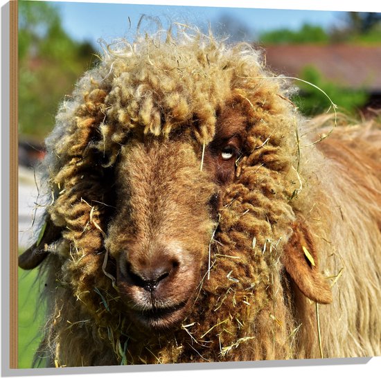 Hout - Schaap onder het Hooi in Grasveld - 80x80 cm - 9 mm dik - Foto ...