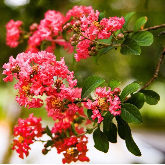 Arborix Lagerstroemia Struik - Rode bloemen - Terrasplant - 3 Liter | bol