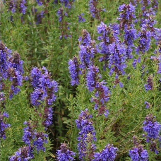 6x Hyssop - Hyssopus officinalis - Pot 9x9cm | bol