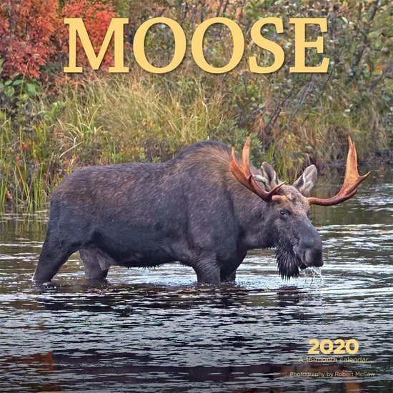 CAL-MOOSE 2020 SQUARE WYMAN | bol.com