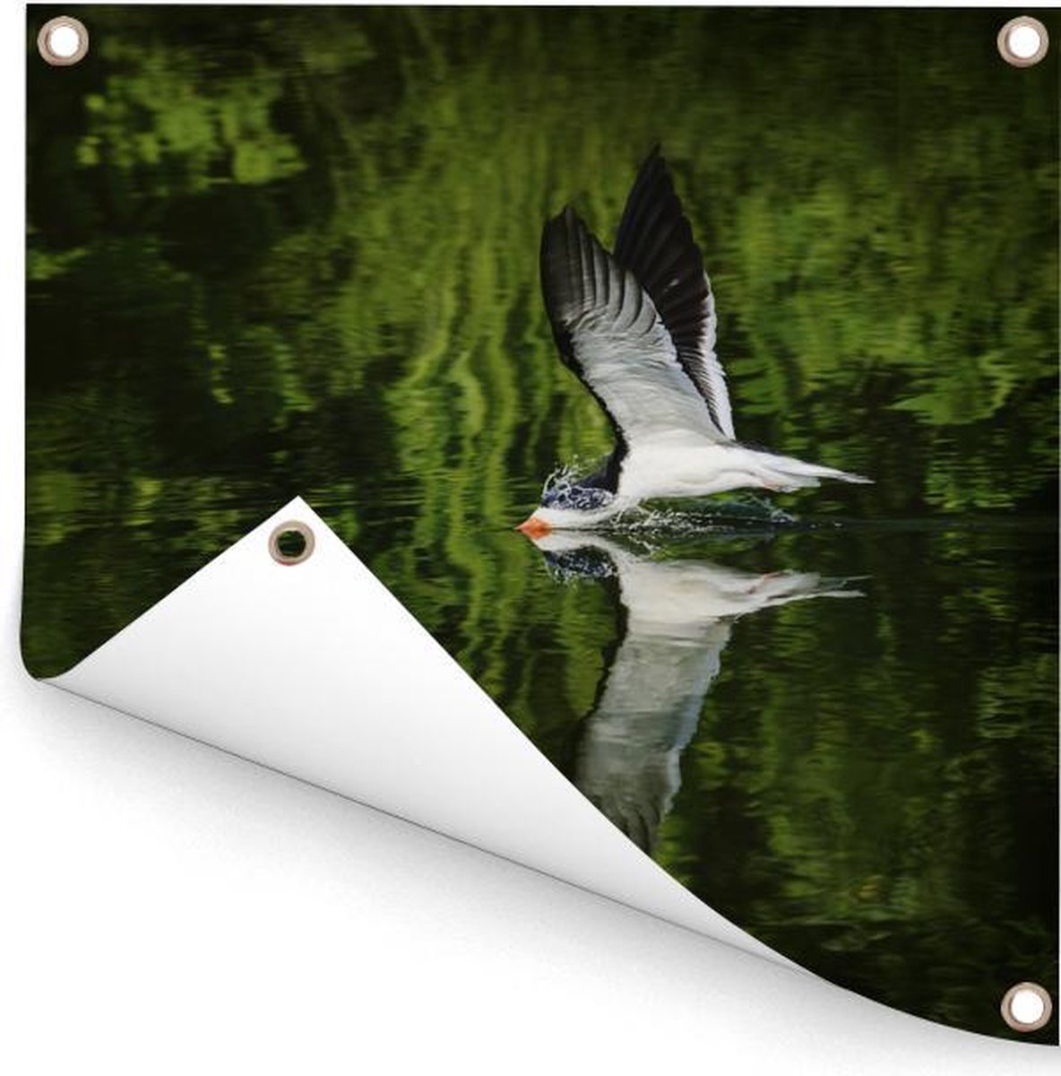 Tuin poster Een bonte stern met zijn kop in het water - 200x200 cm ...