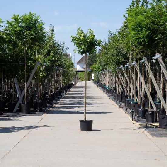 Bomenbezorgd.nl - Amberboom bolvorm - Liquidambar styraciflua - Gum Ball - 180cm... | bol