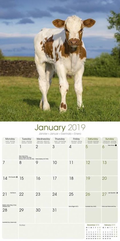 Cows Calendar 2019 | bol.com