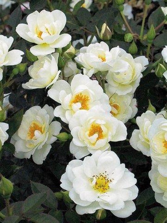 Tuinplant - Roos - 3 stuks - Rosa Kent - Ø pot 14cm - ↑ 10cm | bol.com