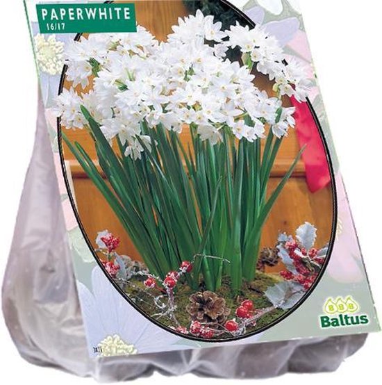 Paperwhite Ziva - 2 x 5 stuks | bol.com